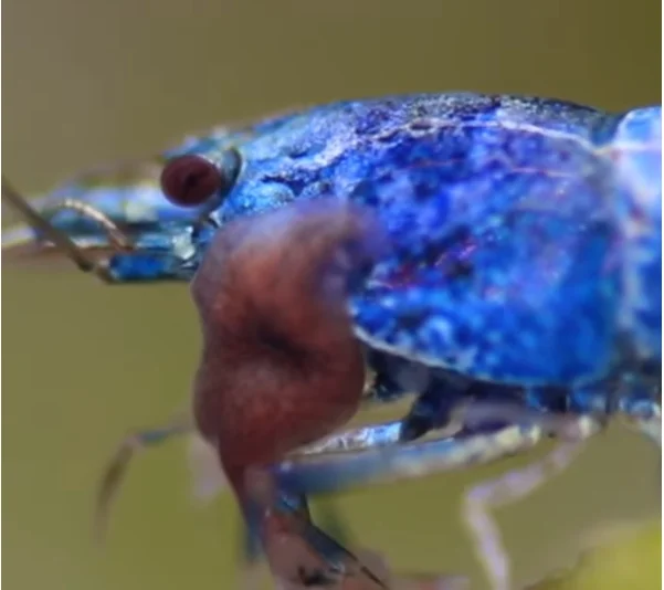 Guide - Kryb der lever i dit akvarie | Danske Akvarier & Aquascapes forum